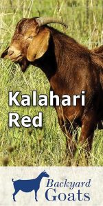 Kalahari Red Goats - Breed Profile - Goat Journal